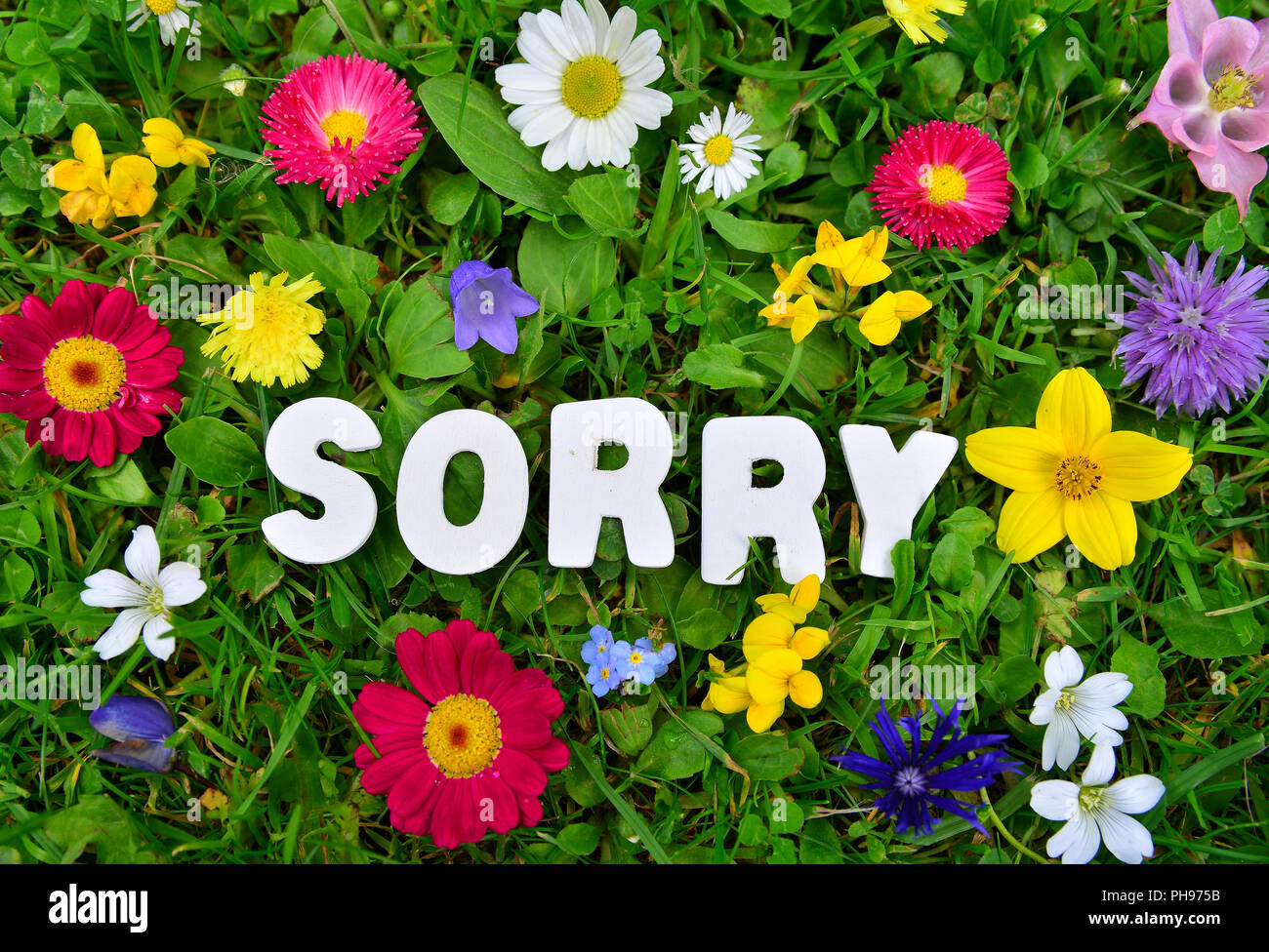 Sorry text on flower meadow Stock Photo - Alamy