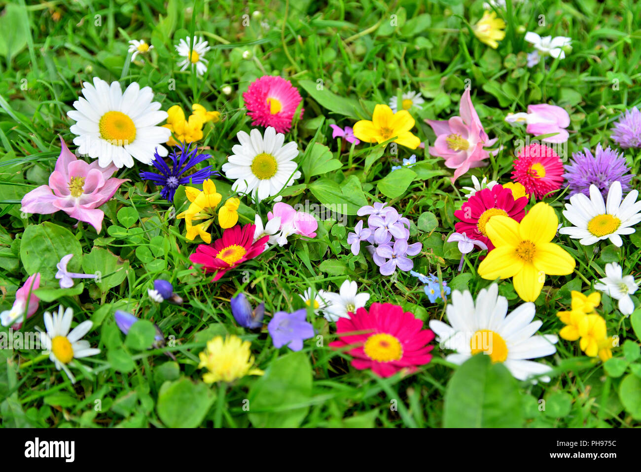 Colorful meadow with flowers hi-res stock photography and images - Alamy