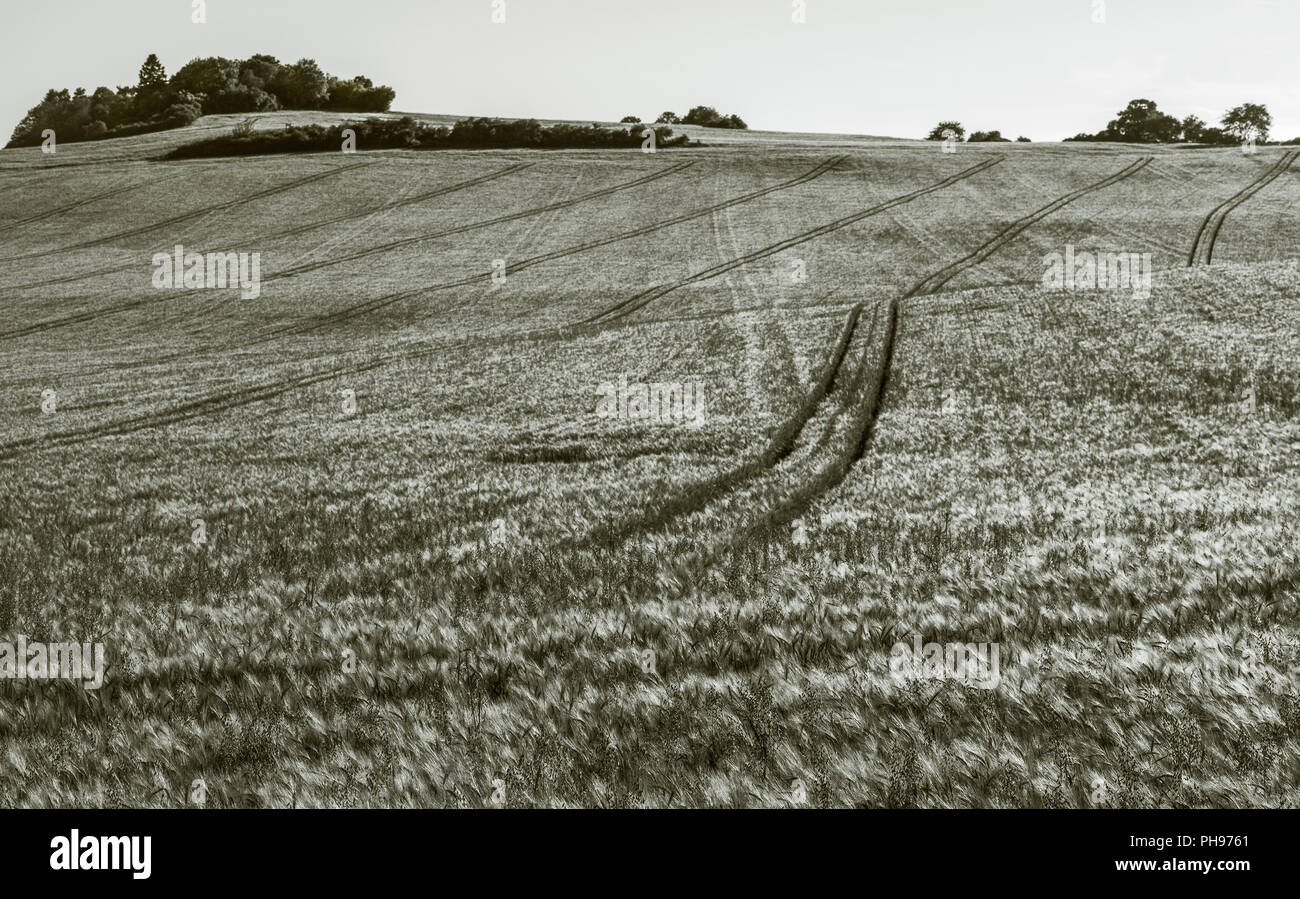 Tracks in the grain field Stock Photo - Alamy