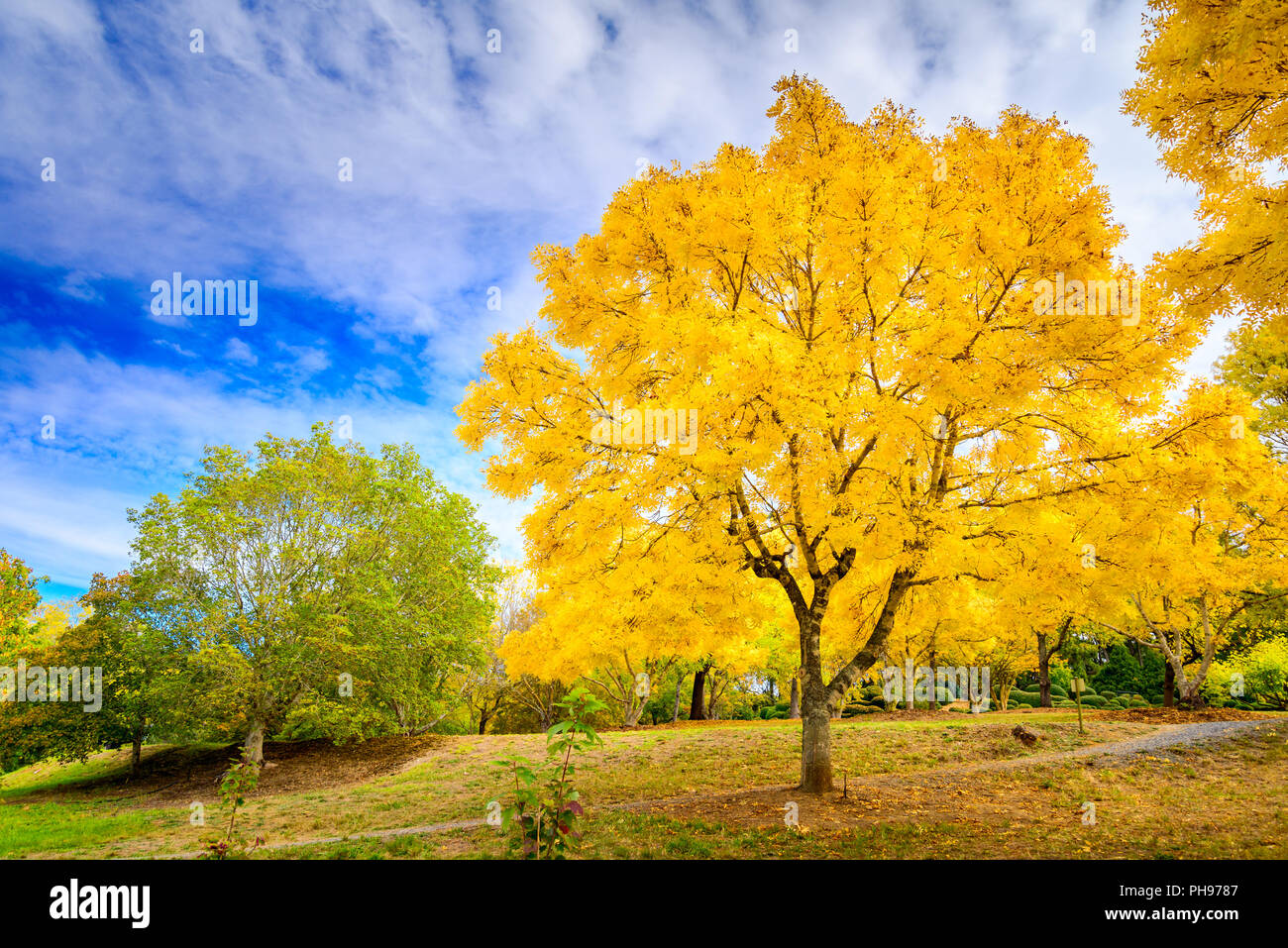 Colourful autumn in Mount Lofty, Adelaide Hills, South Australia Stock ...