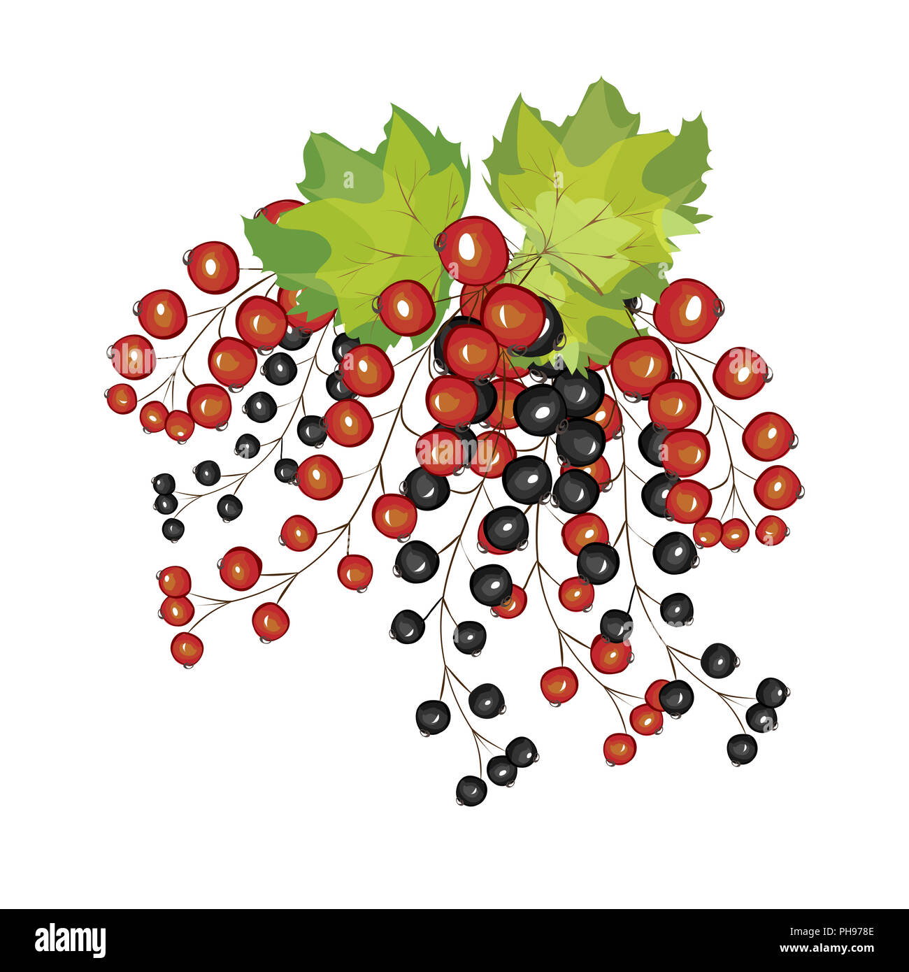 Black currant illustration hi-res stock photography and images - Alamy