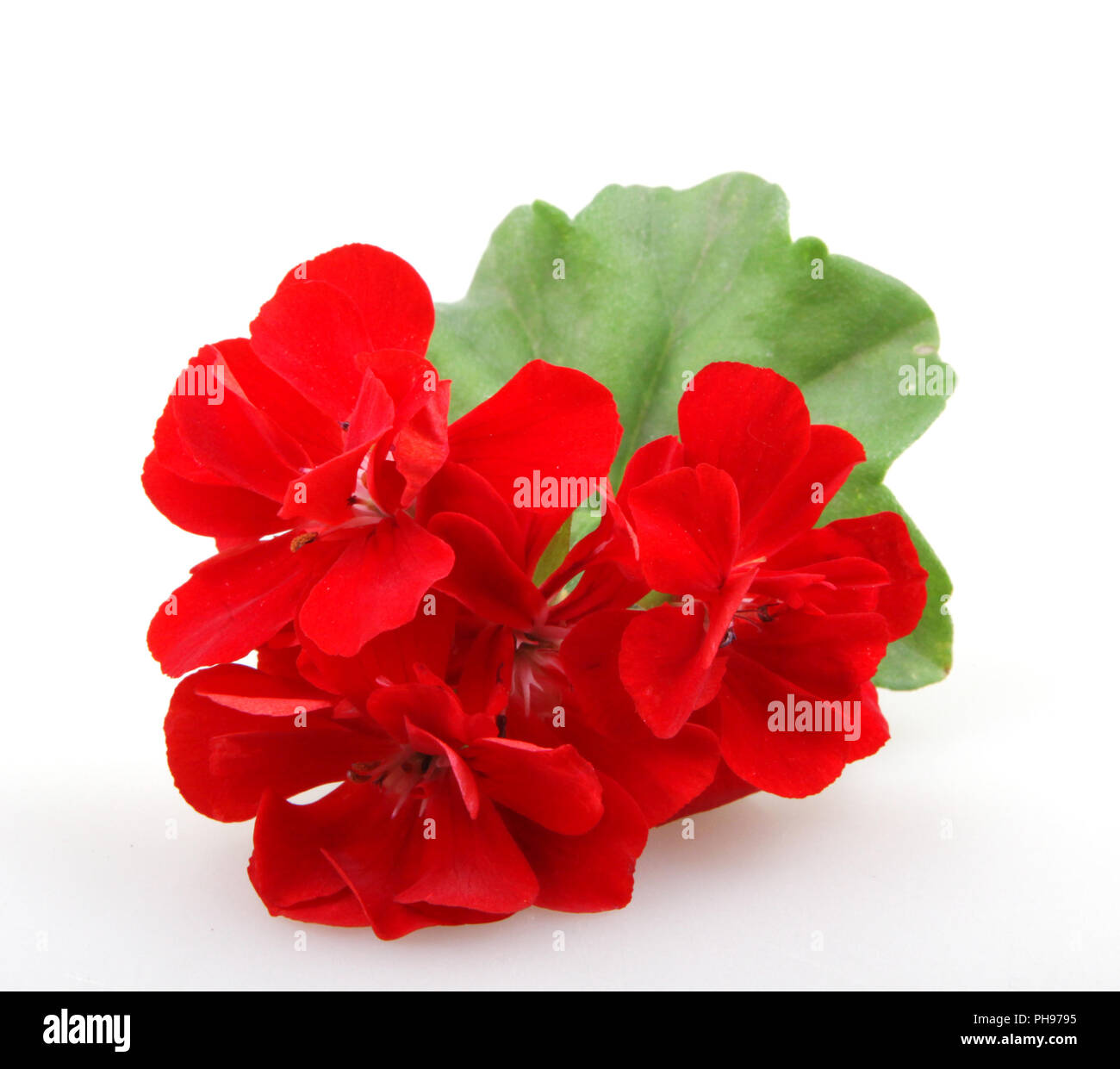 Geranium Pelargonium Flowers Stock Photo - Alamy