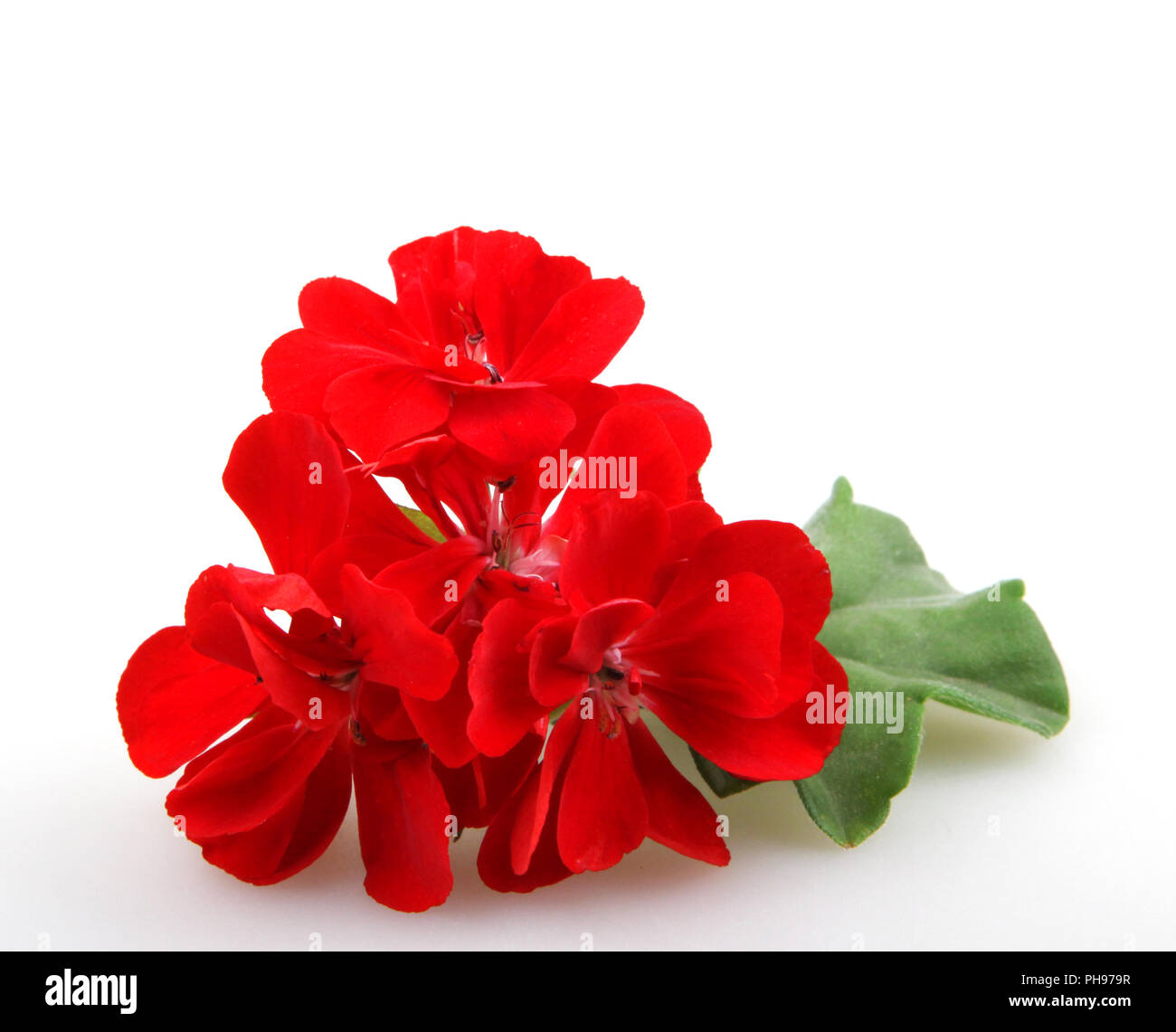 Geranium Pelargonium Flowers Stock Photo - Alamy