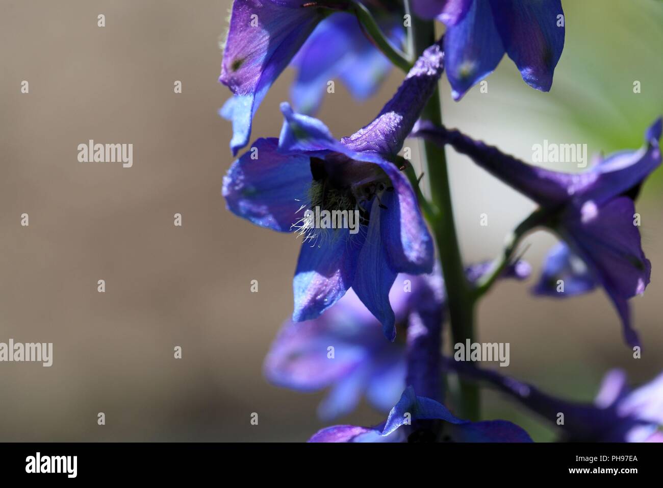 Candle larkspur delphinium elatum hi-res stock photography and images ...