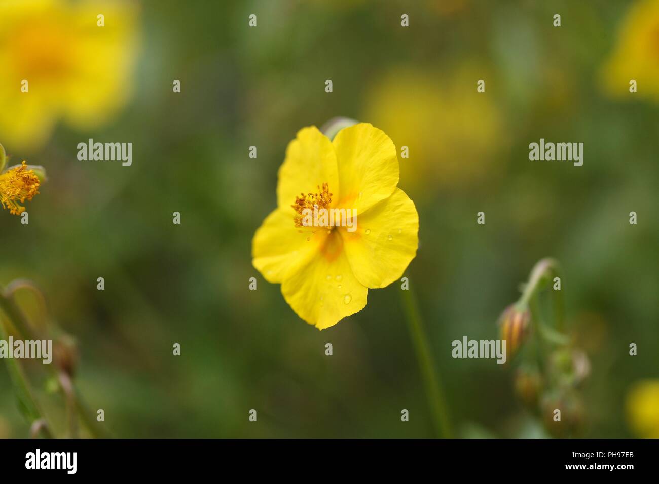 Flower of a common rock-rose (Helianthemum nummularium Stock Photo - Alamy