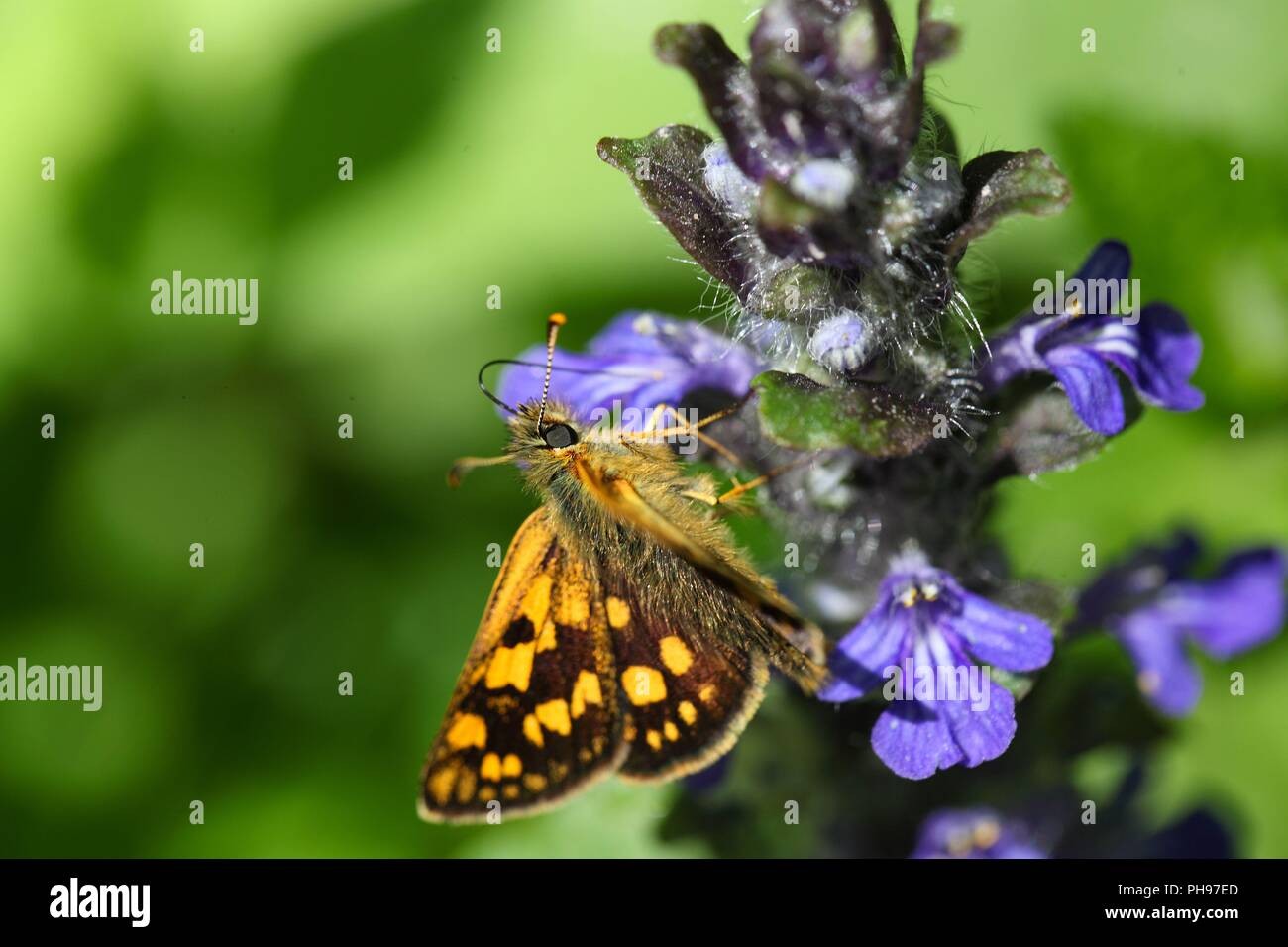 Chequered skipper or Arctic skipper (Carterocephalus palaemon Stock ...