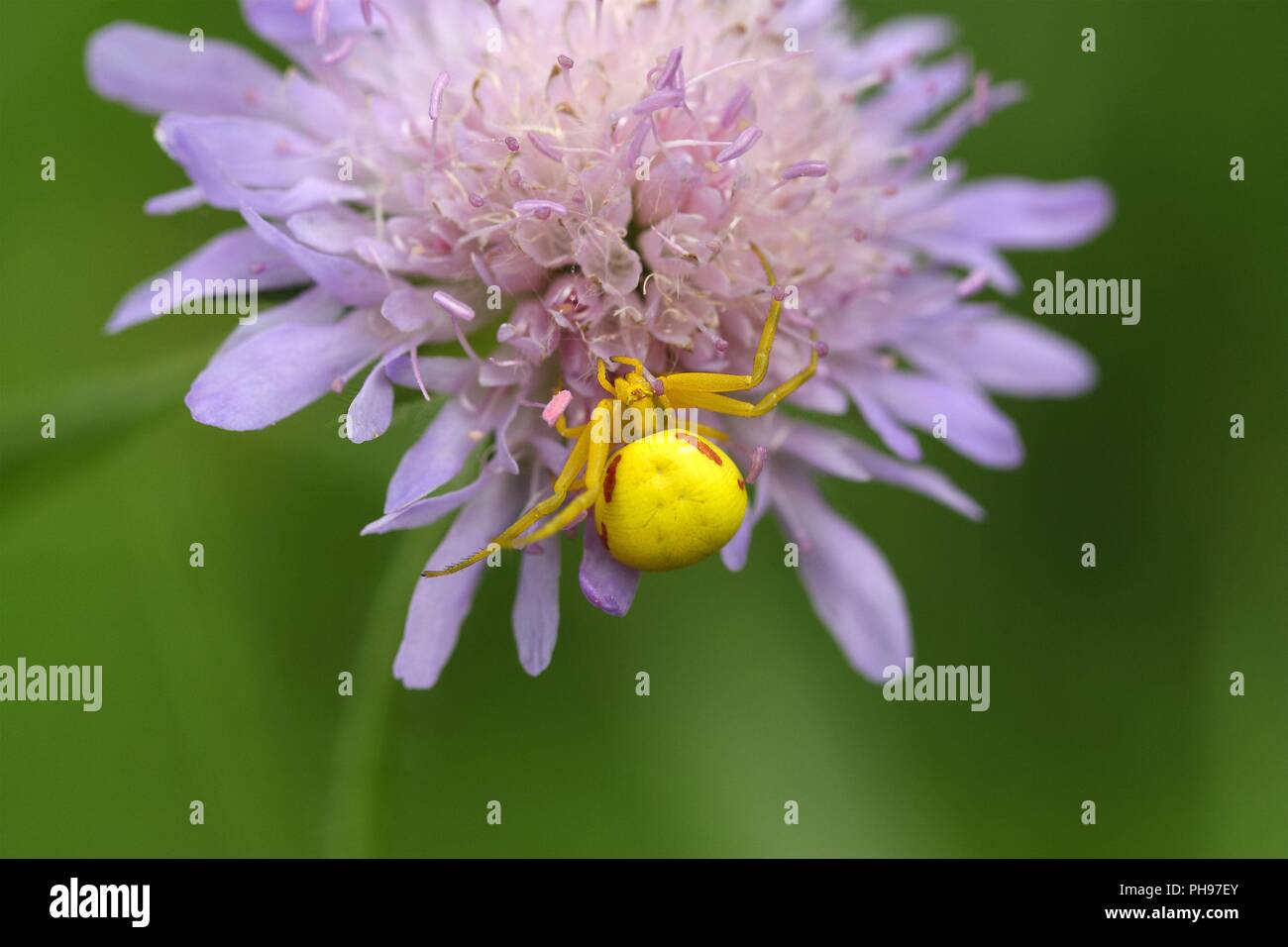 Goldenrod crab spider misumena vatia hi-res stock photography and ...