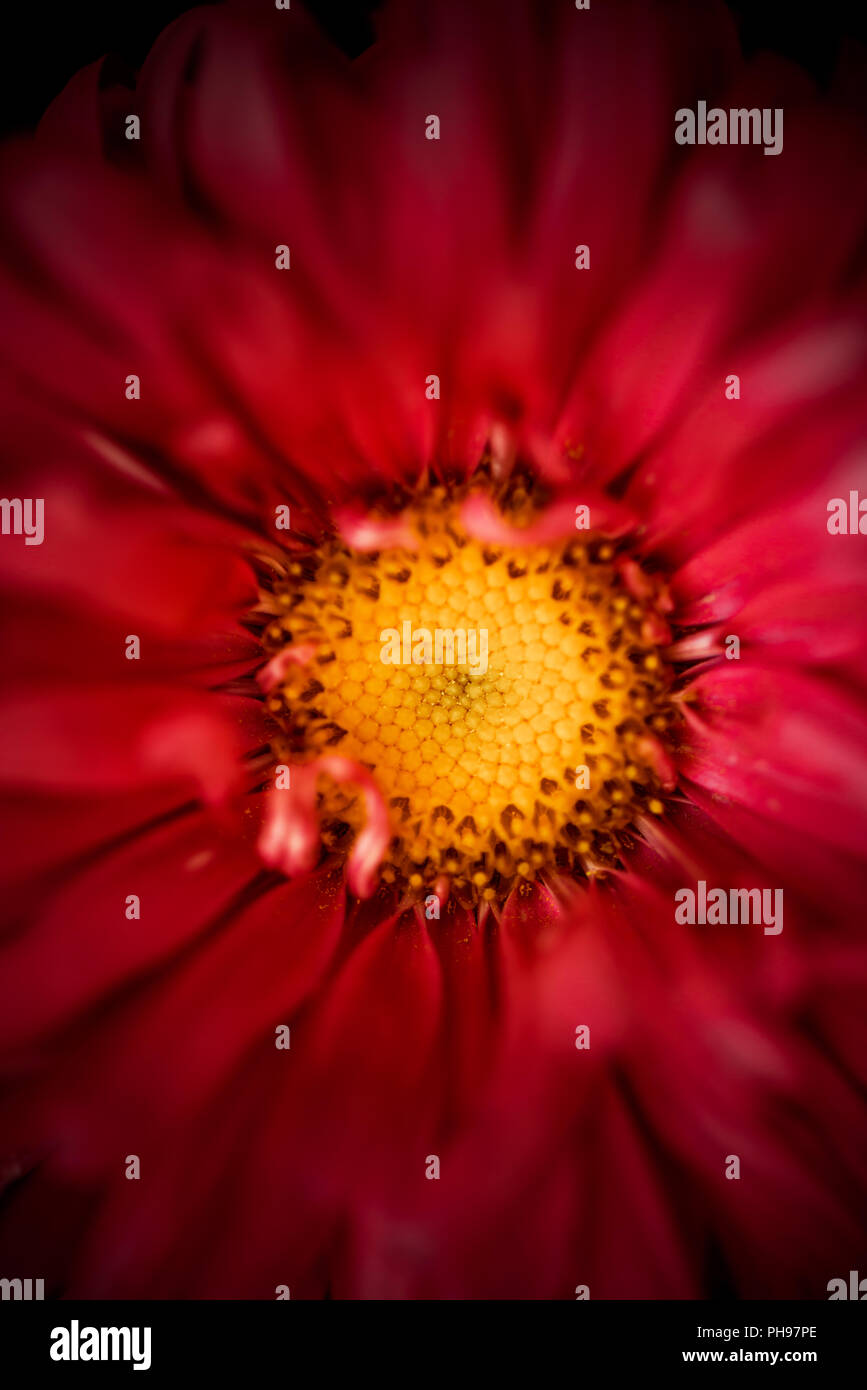 Inside of the flower hi-res stock photography and images - Alamy