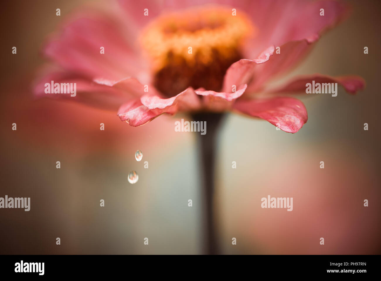 Drop from flower hi-res stock photography and images - Alamy