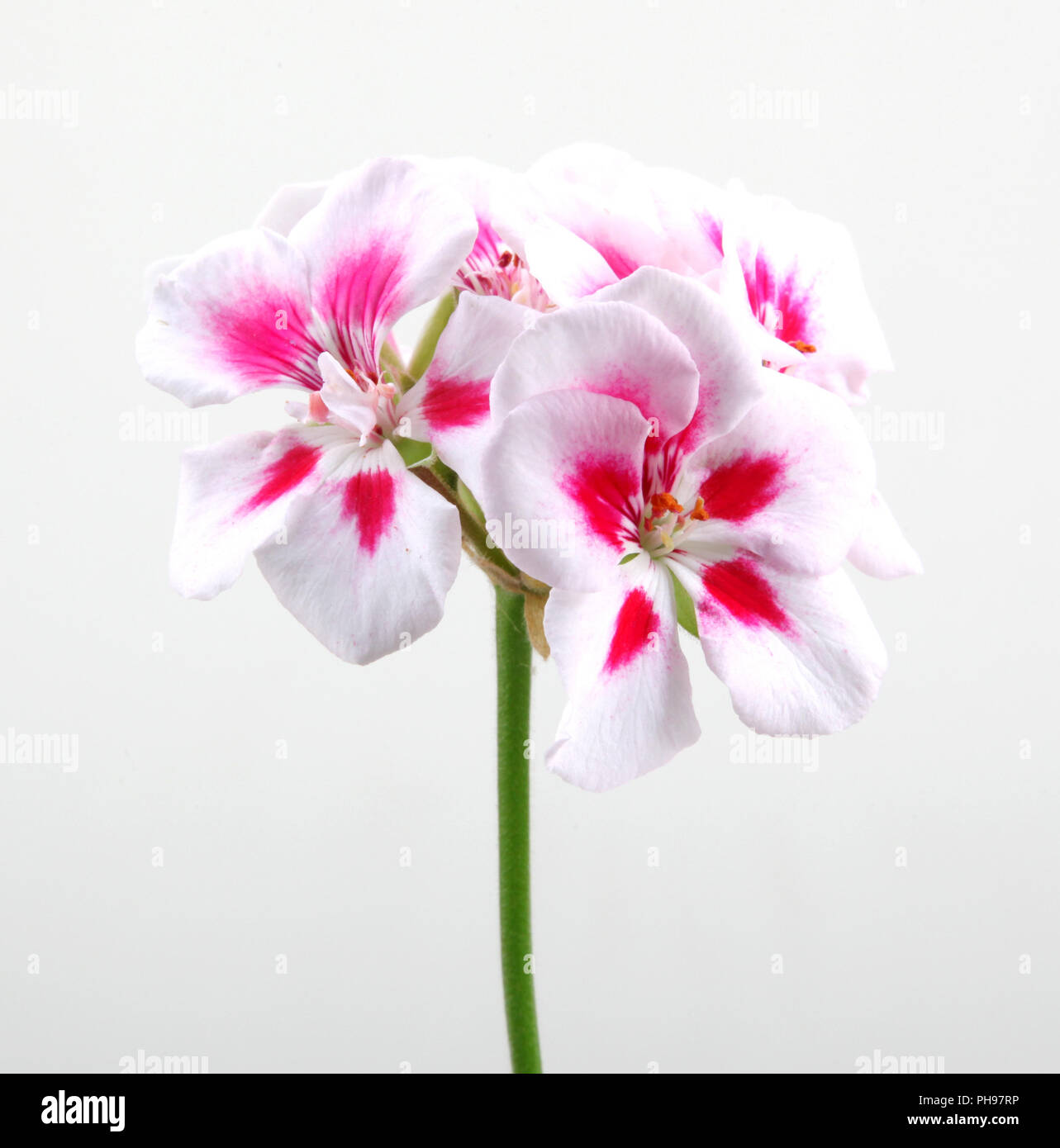 Geranium Pelargonium Flowers Stock Photo - Alamy