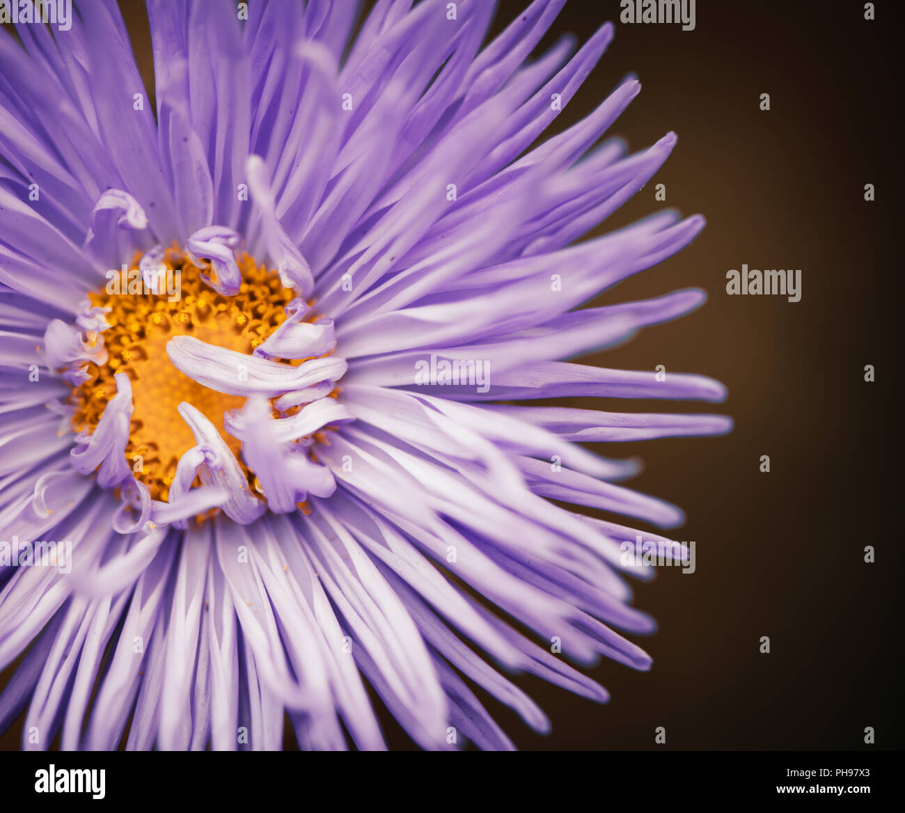 purple summer flower bud isolated on dark background Stock Photo - Alamy