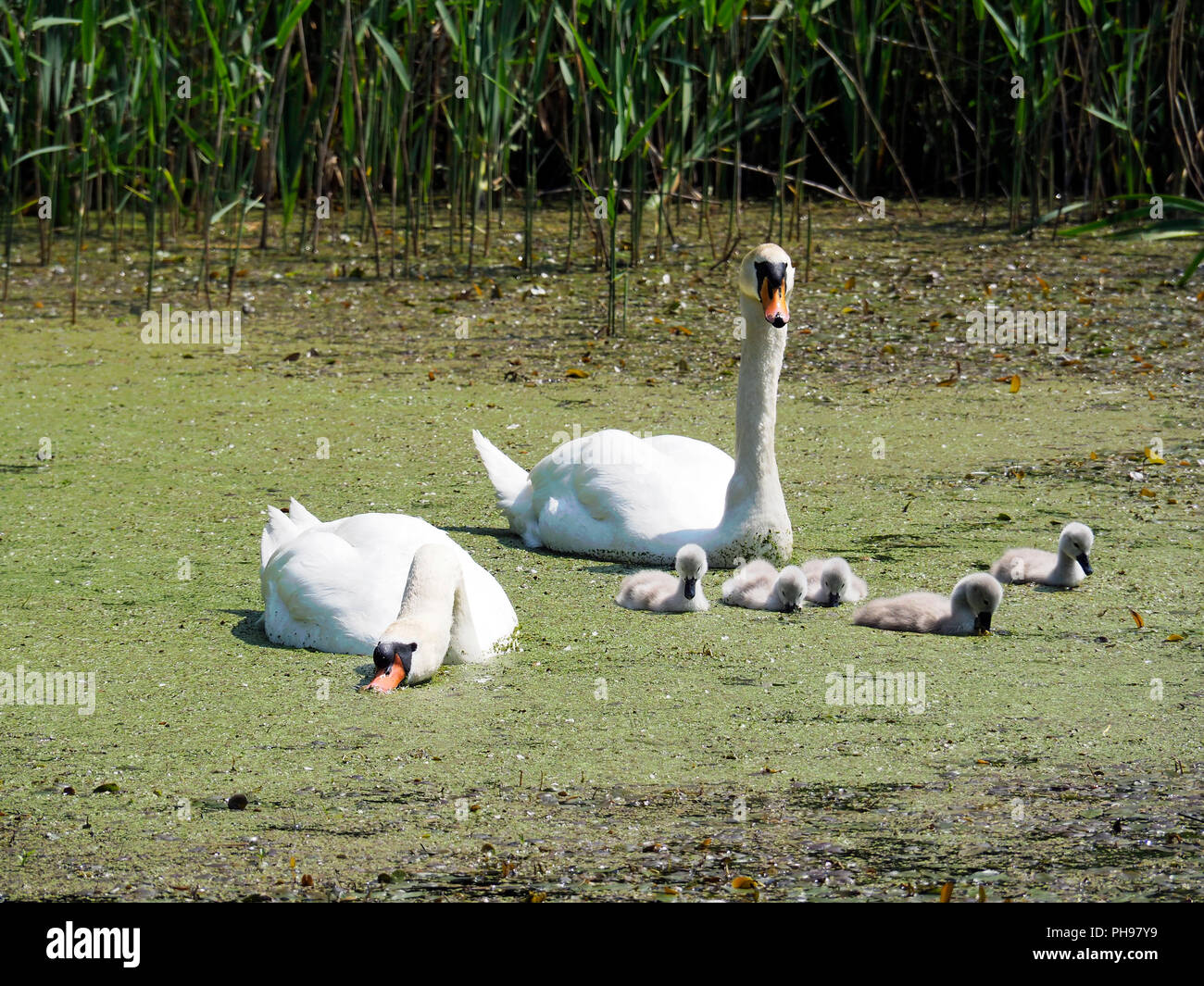 A pair of mute swans carefully guard their cygnets as they teach them ...