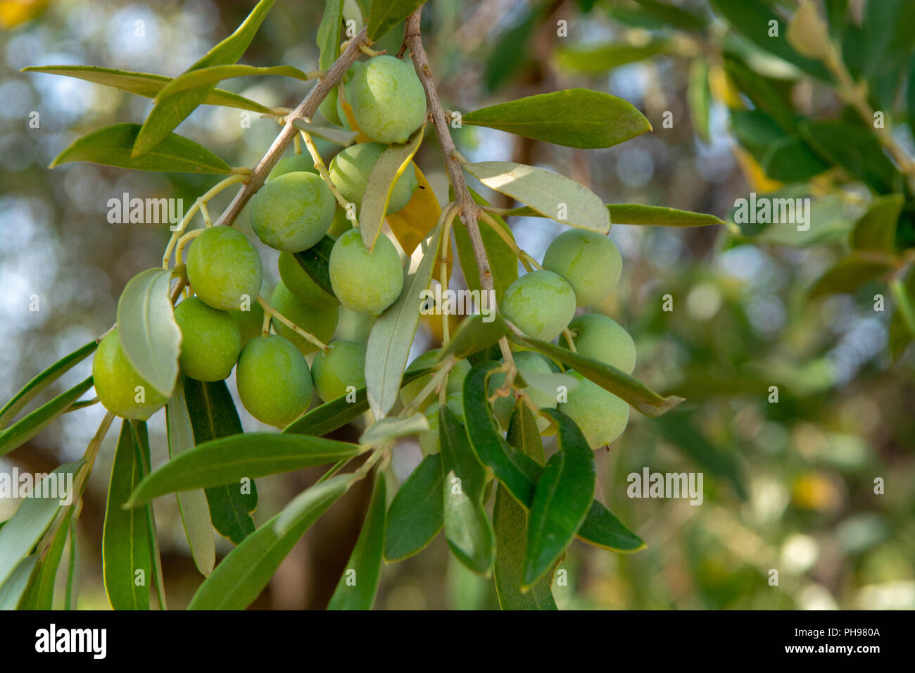 Olives growing on plant in olive grove hi-res stock photography and ...