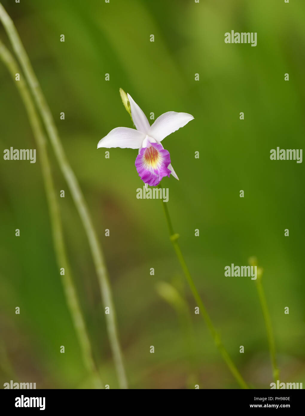 Red yellow beautiful orchid hi-res stock photography and images - Alamy