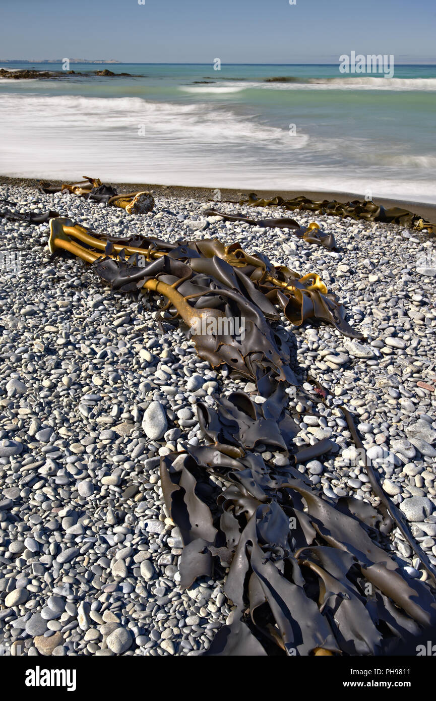 Kelp on the beach Stock Photo - Alamy