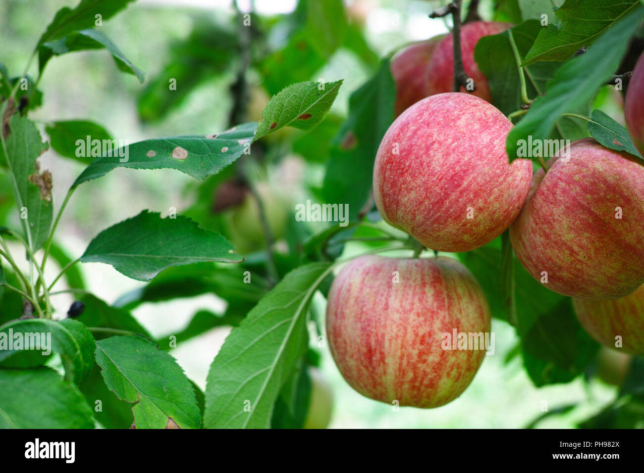 New harvest of healthy fruits, ripe sweet red apples growing on apple ...