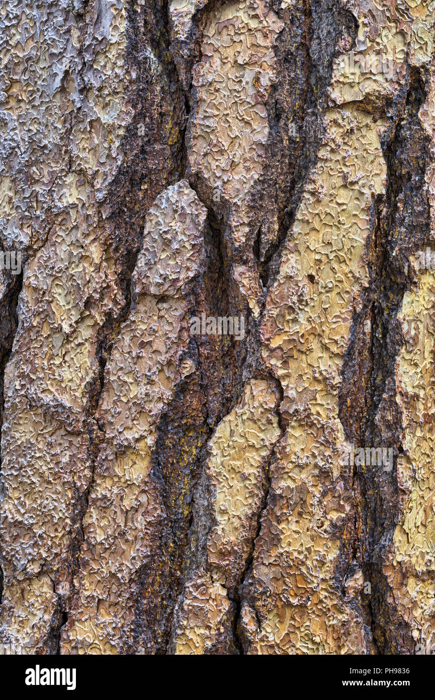 Bark patterns hi-res stock photography and images - Alamy