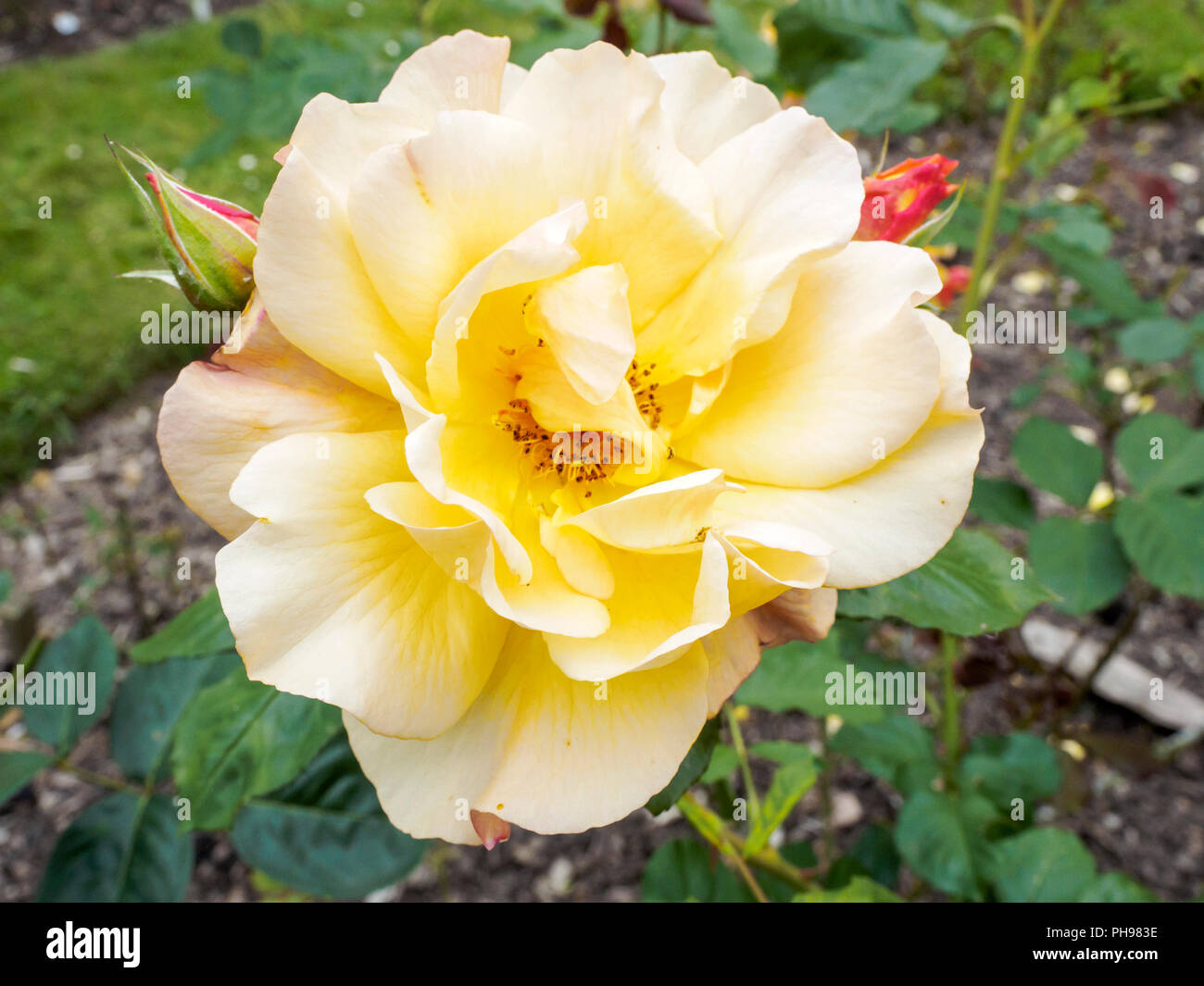 Autumn Sunset Rose