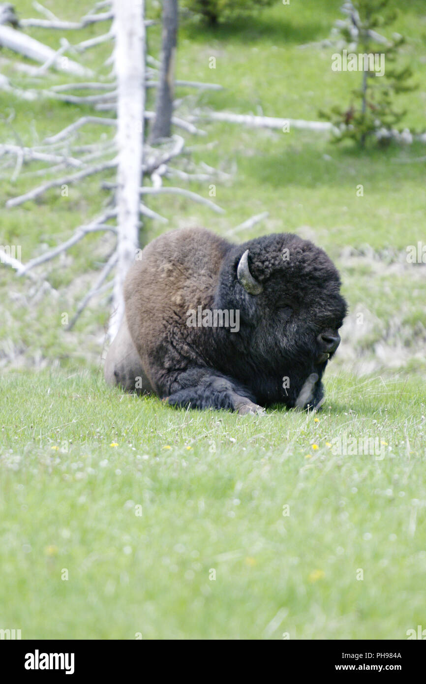 Grumpy bison hi-res stock photography and images - Alamy