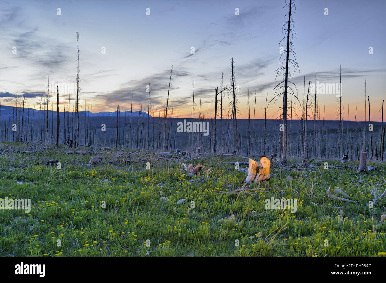 Burned forest hi-res stock photography and images - Alamy