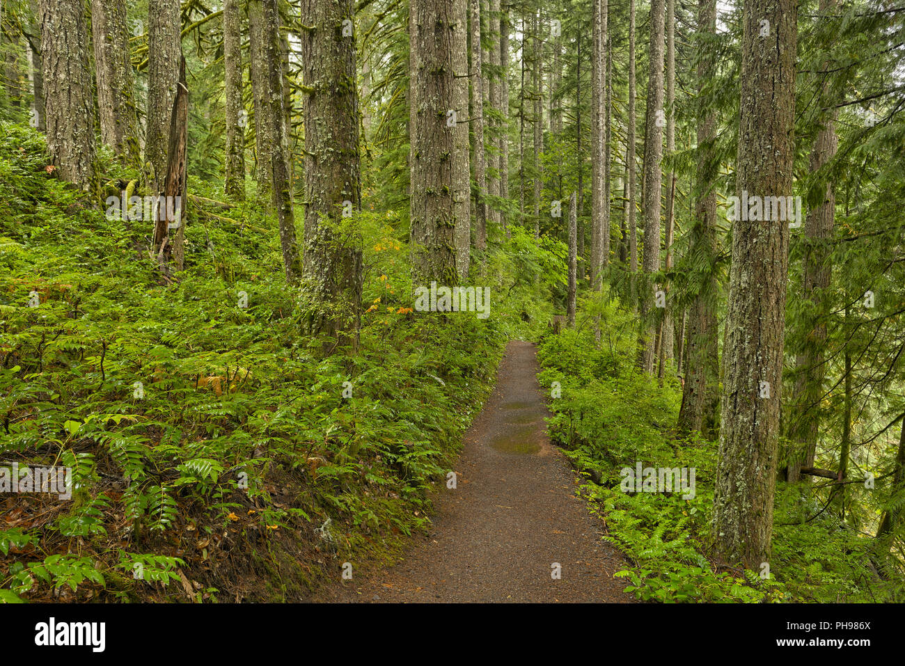 Silver forest trail hi-res stock photography and images - Alamy