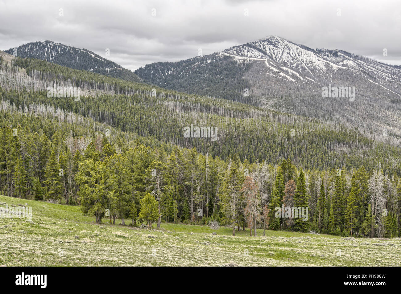 Dunraven pass yellowstone hi-res stock photography and images - Alamy