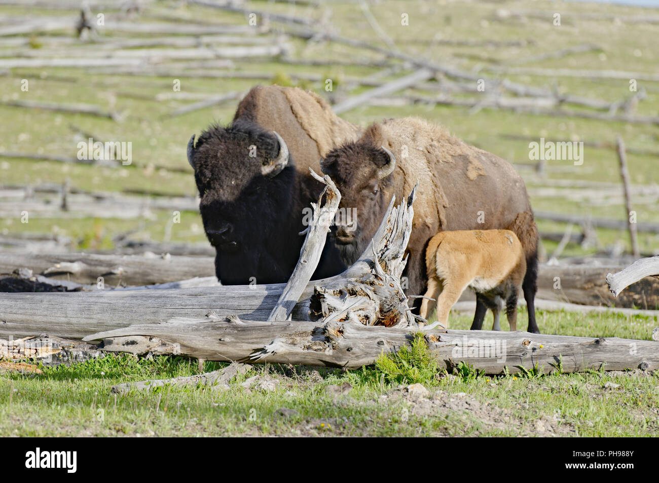 Bison drive hi-res stock photography and images - Alamy