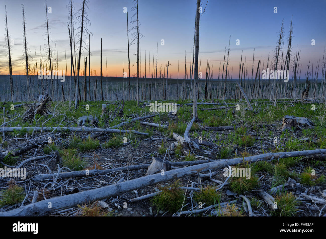 Burned forest hi-res stock photography and images - Alamy