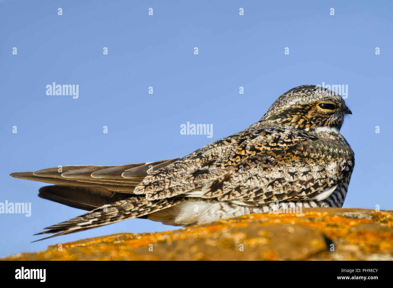 Sleeping nightjar hi-res stock photography and images - Alamy