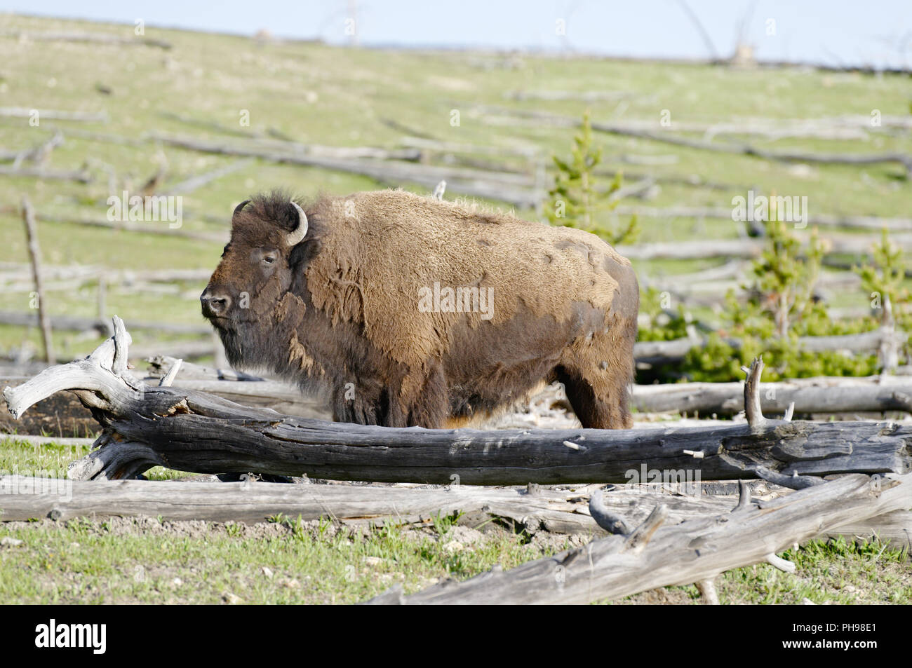 Bison drive hi-res stock photography and images - Alamy
