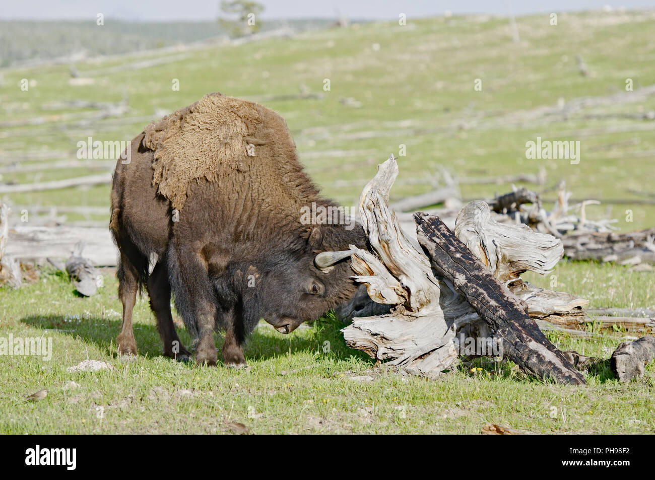 Bison are dangerous hi-res stock photography and images - Alamy