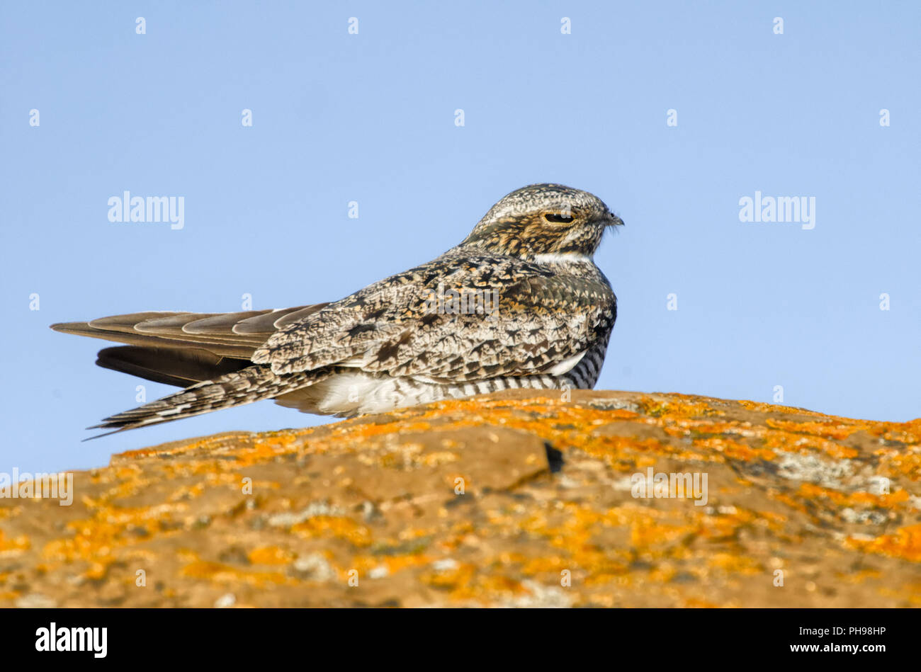Sleeping nightjar hi-res stock photography and images - Alamy