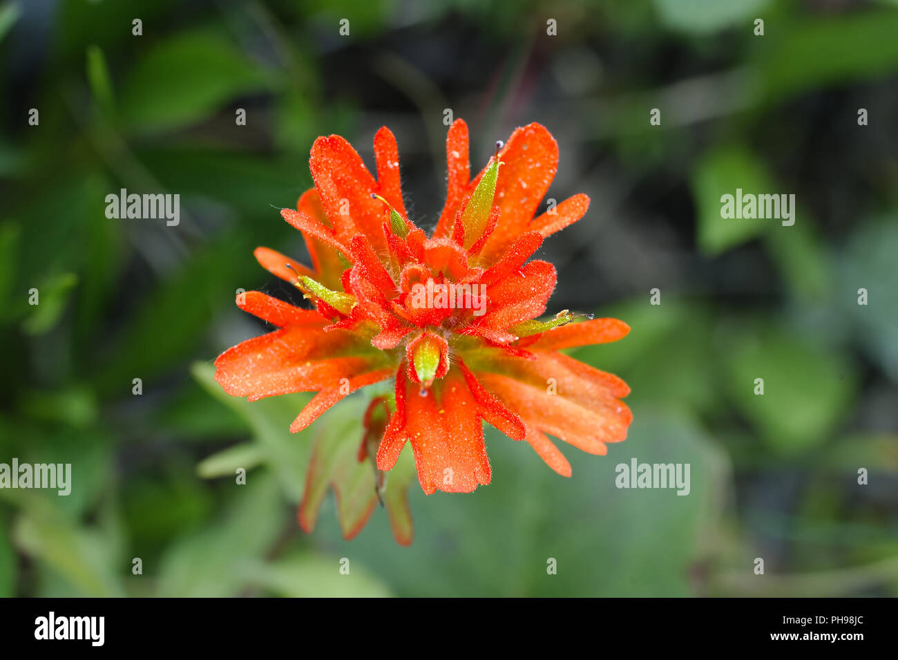 Red indian hi-res stock photography and images - Alamy