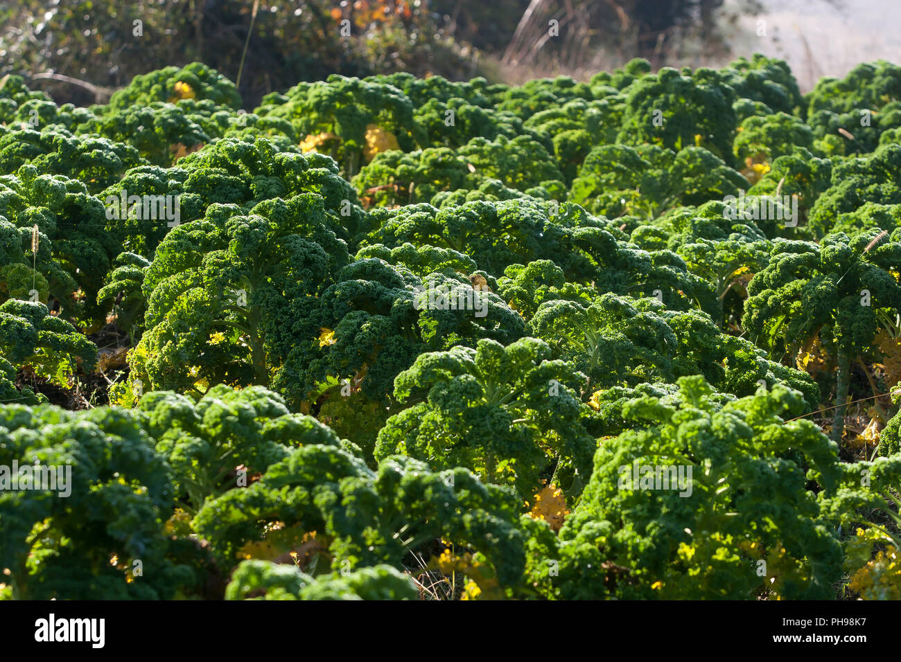 Field of spinach hi-res stock photography and images - Alamy