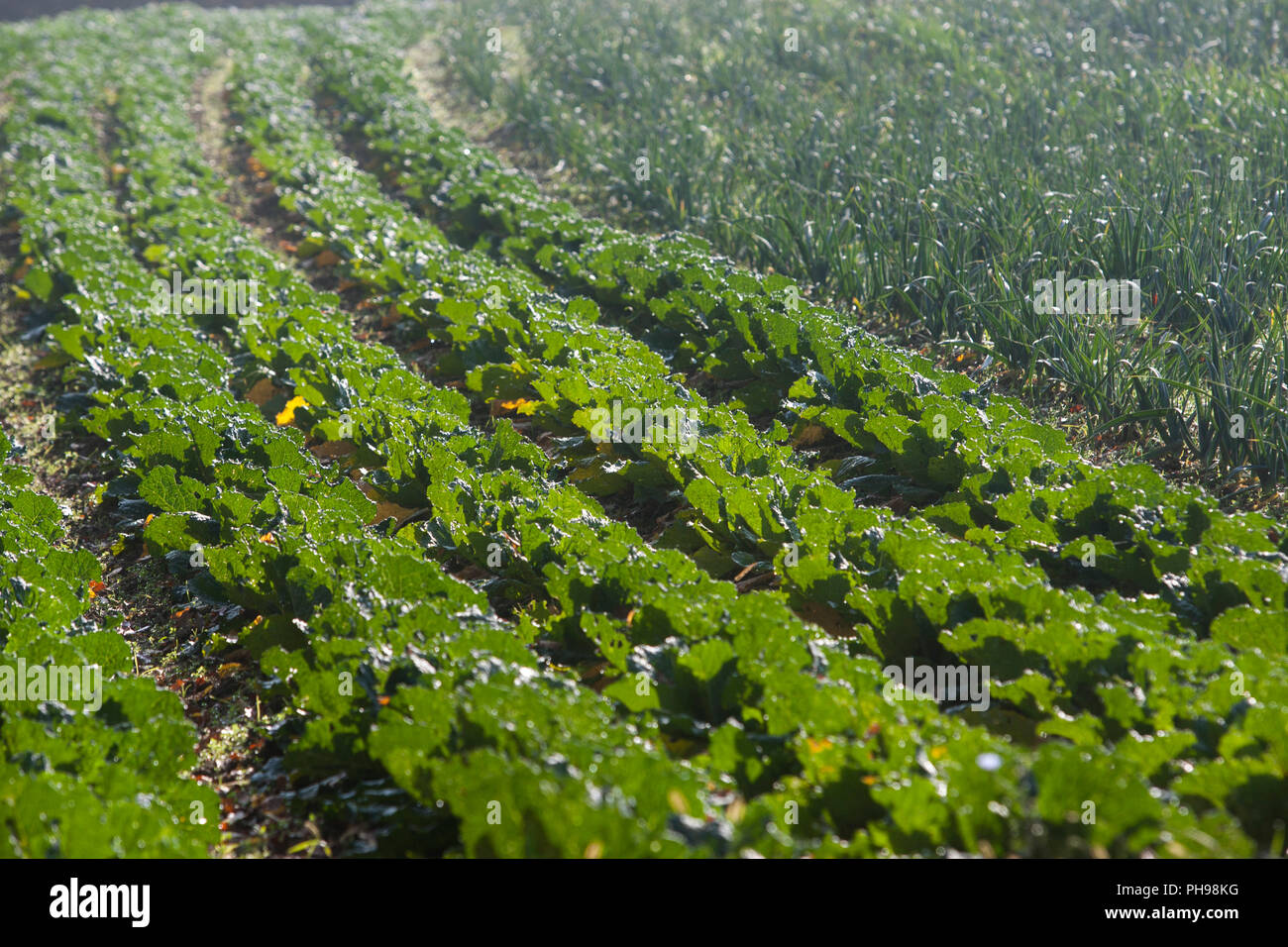 Field of spinach Stock Photo - Alamy