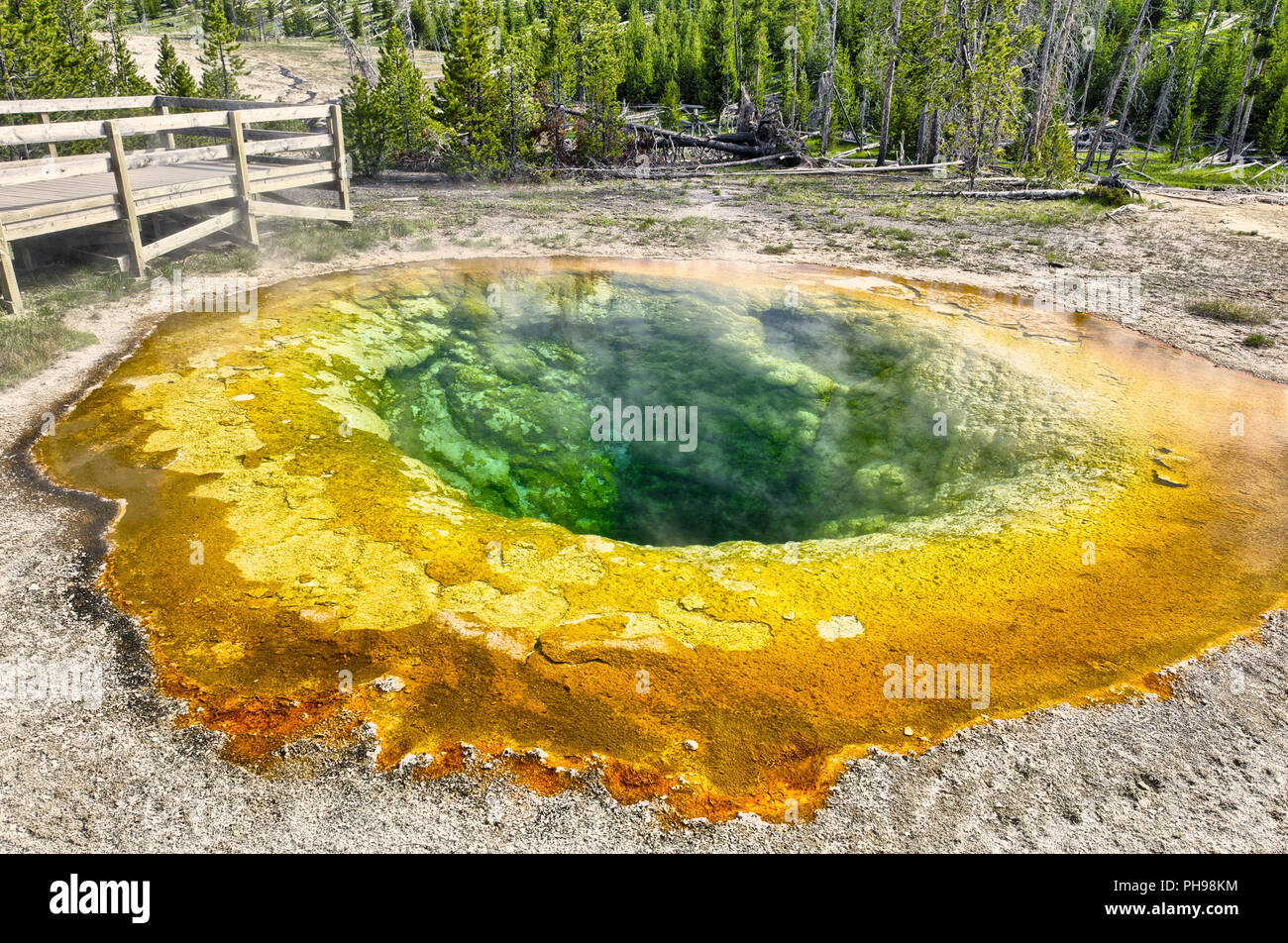 Water morning glory hi-res stock photography and images - Alamy
