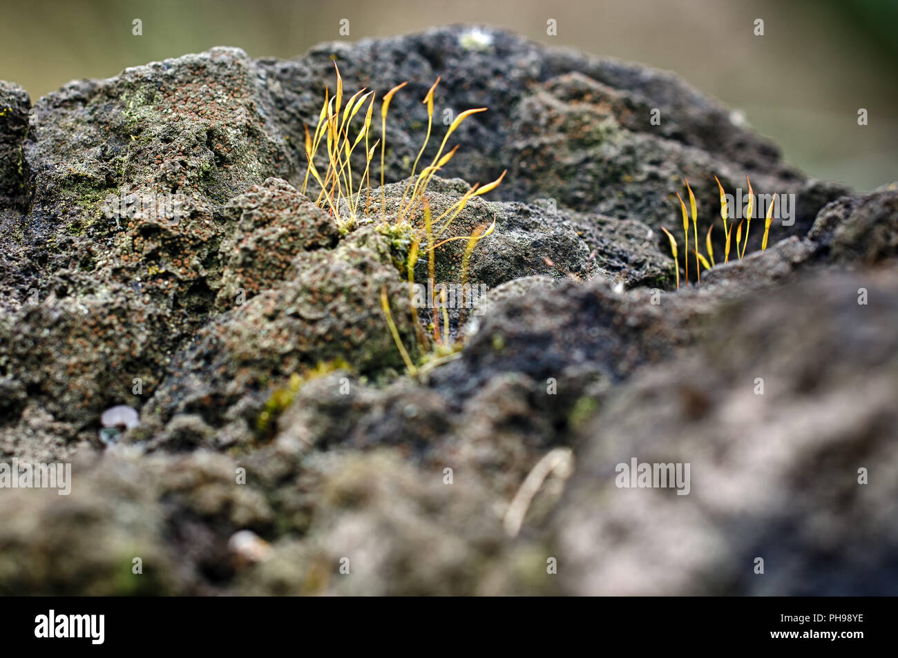 Moss stone hi-res stock photography and images - Alamy