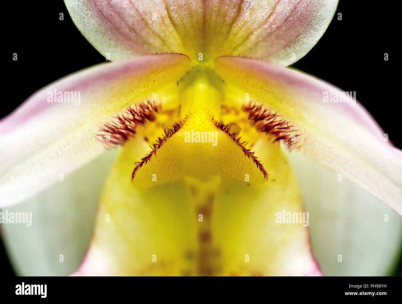 Orchid grammatophyllum speciosum hi-res stock photography and images ...