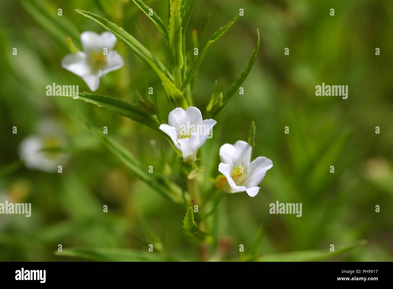 Flower of a gratiole (Gratiola officinalis Stock Photo - Alamy