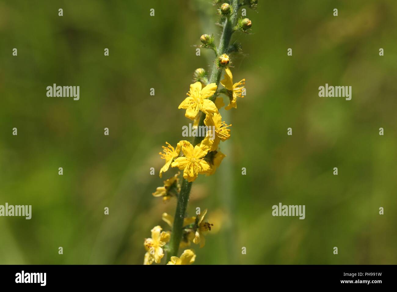 Flower of a common agrimony (Agrimonia eupatoria Stock Photo - Alamy
