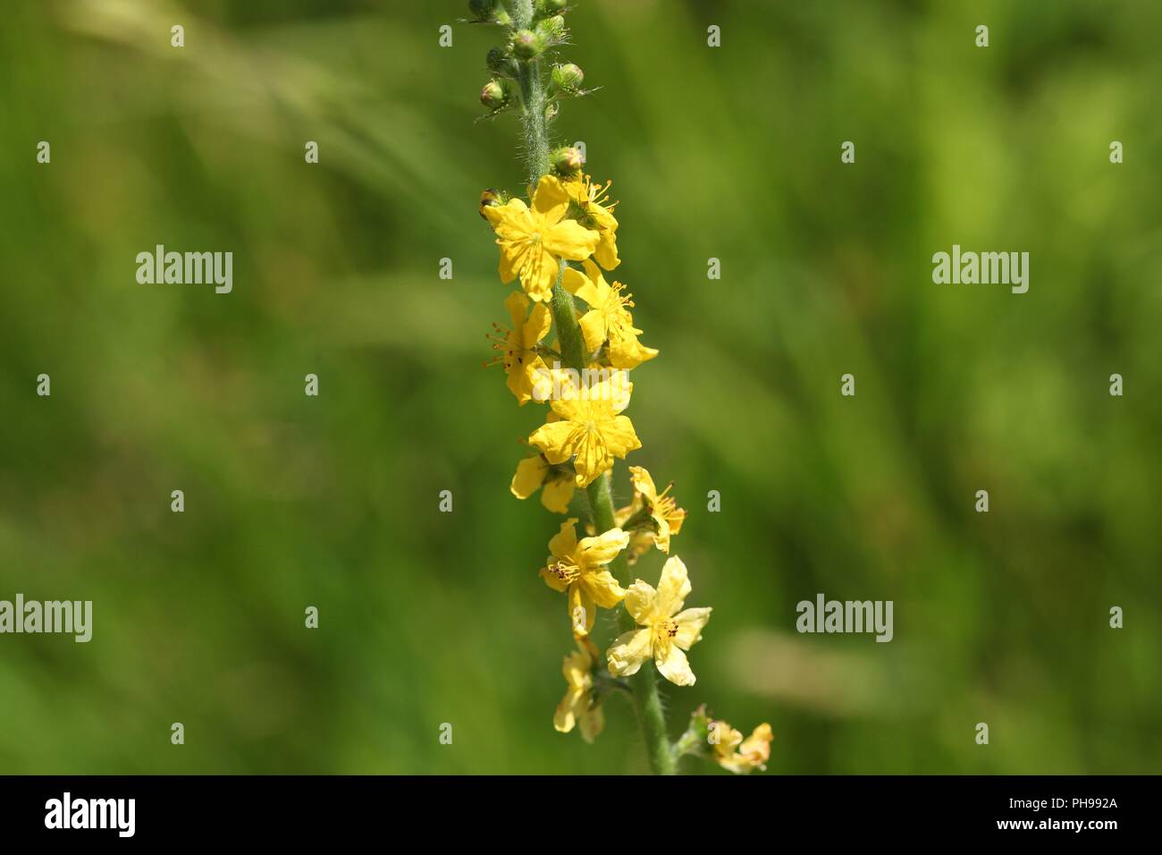 Flower of a common agrimony (Agrimonia eupatoria Stock Photo - Alamy