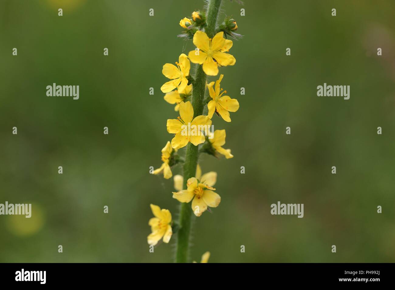 Flower of a common agrimony (Agrimonia eupatoria Stock Photo - Alamy