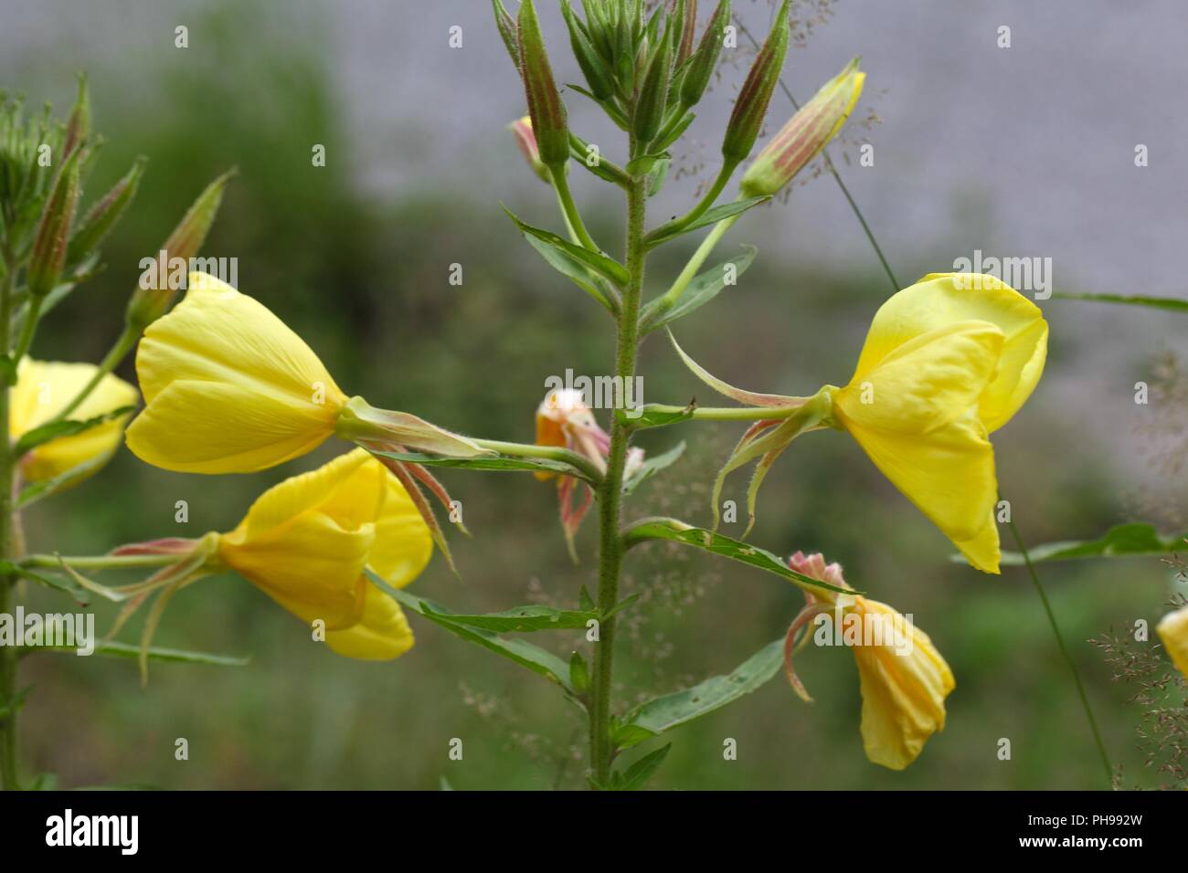 Evening primrose (Oenothera biennis Stock Photo - Alamy