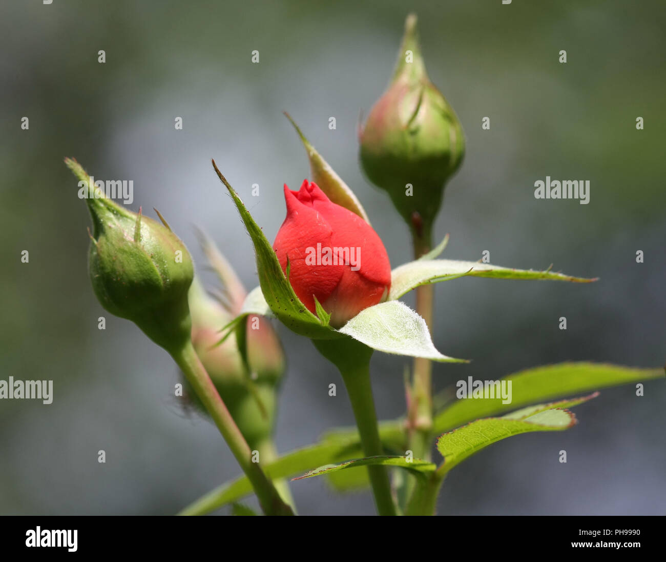 Red leaves close up outdoors hi-res stock photography and images - Alamy