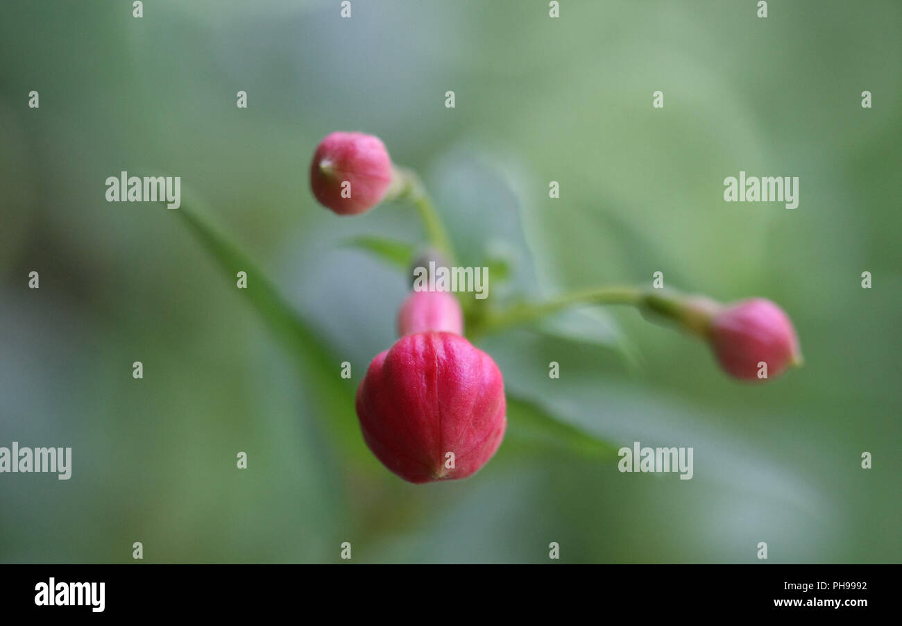 Fuchsia care hi-res stock photography and images - Alamy