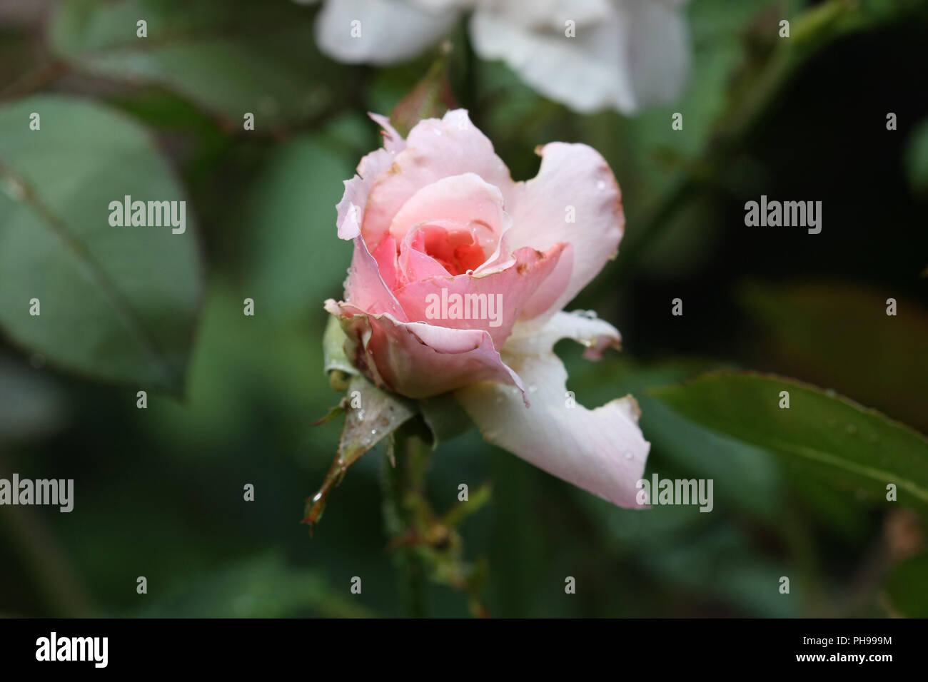 Close up of pink rose Stock Photo - Alamy