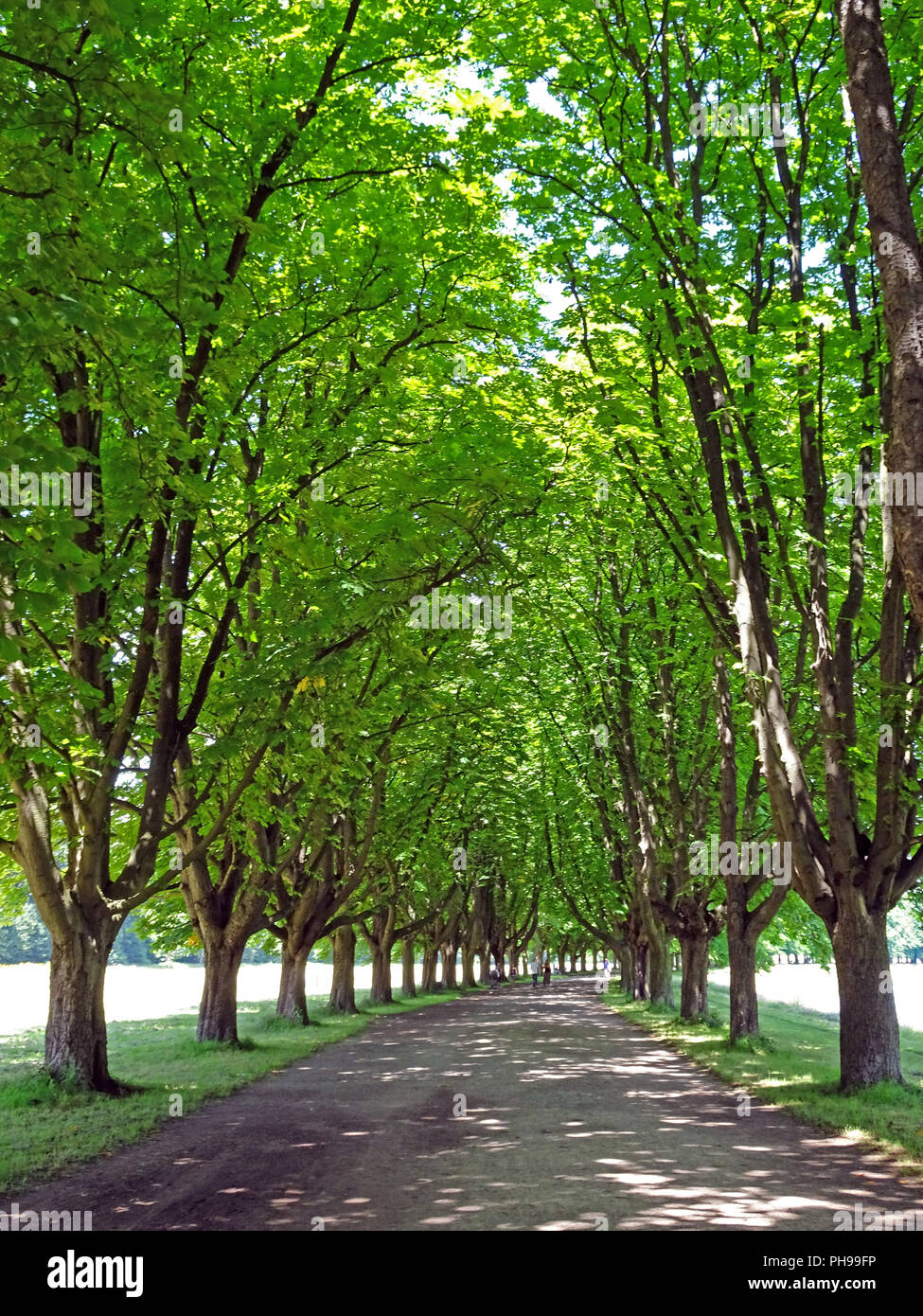 Plane trees growing hi-res stock photography and images - Alamy
