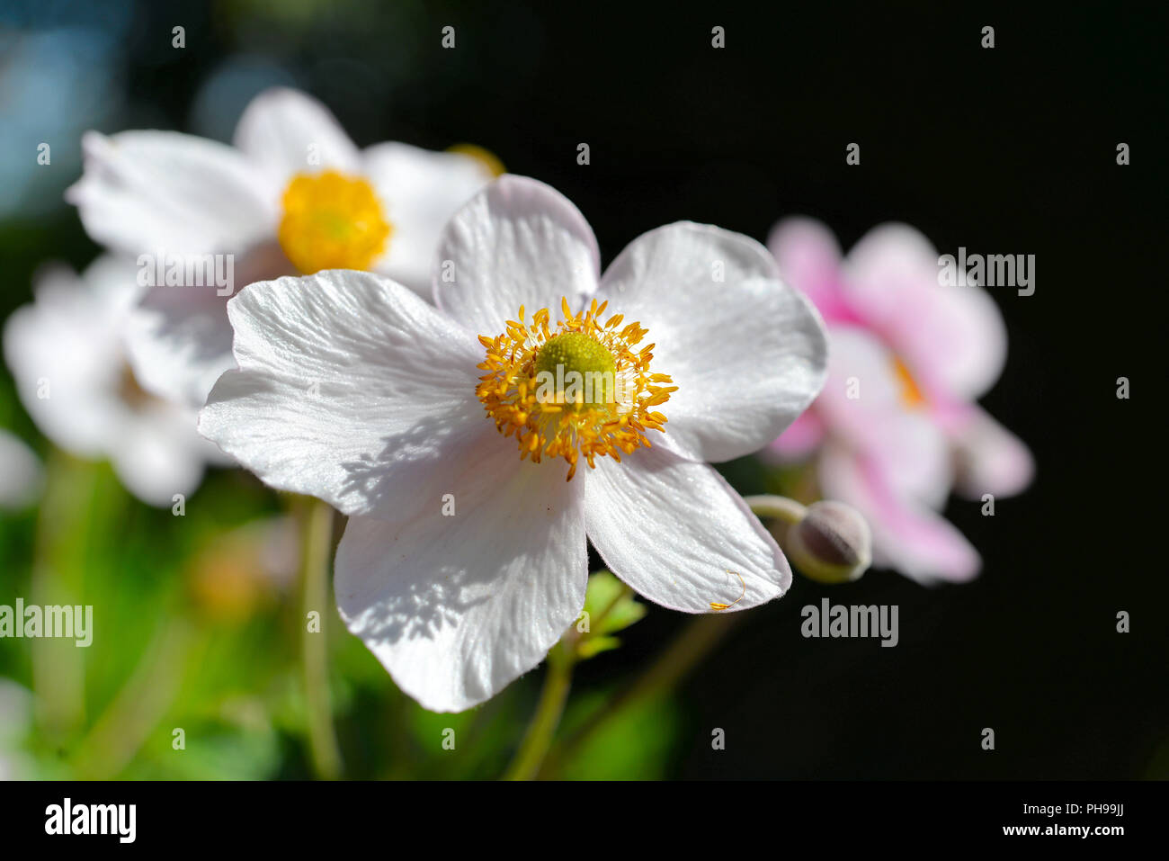 Flowers background summer pink abstract anemone Stock Photo - Alamy