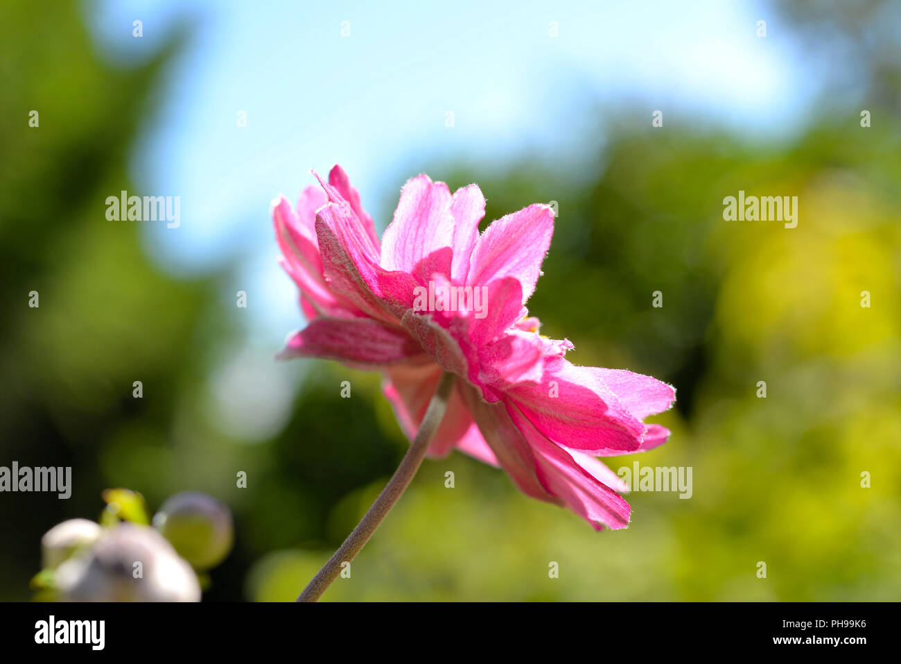 Flowers background summer pink abstract anemone Stock Photo - Alamy
