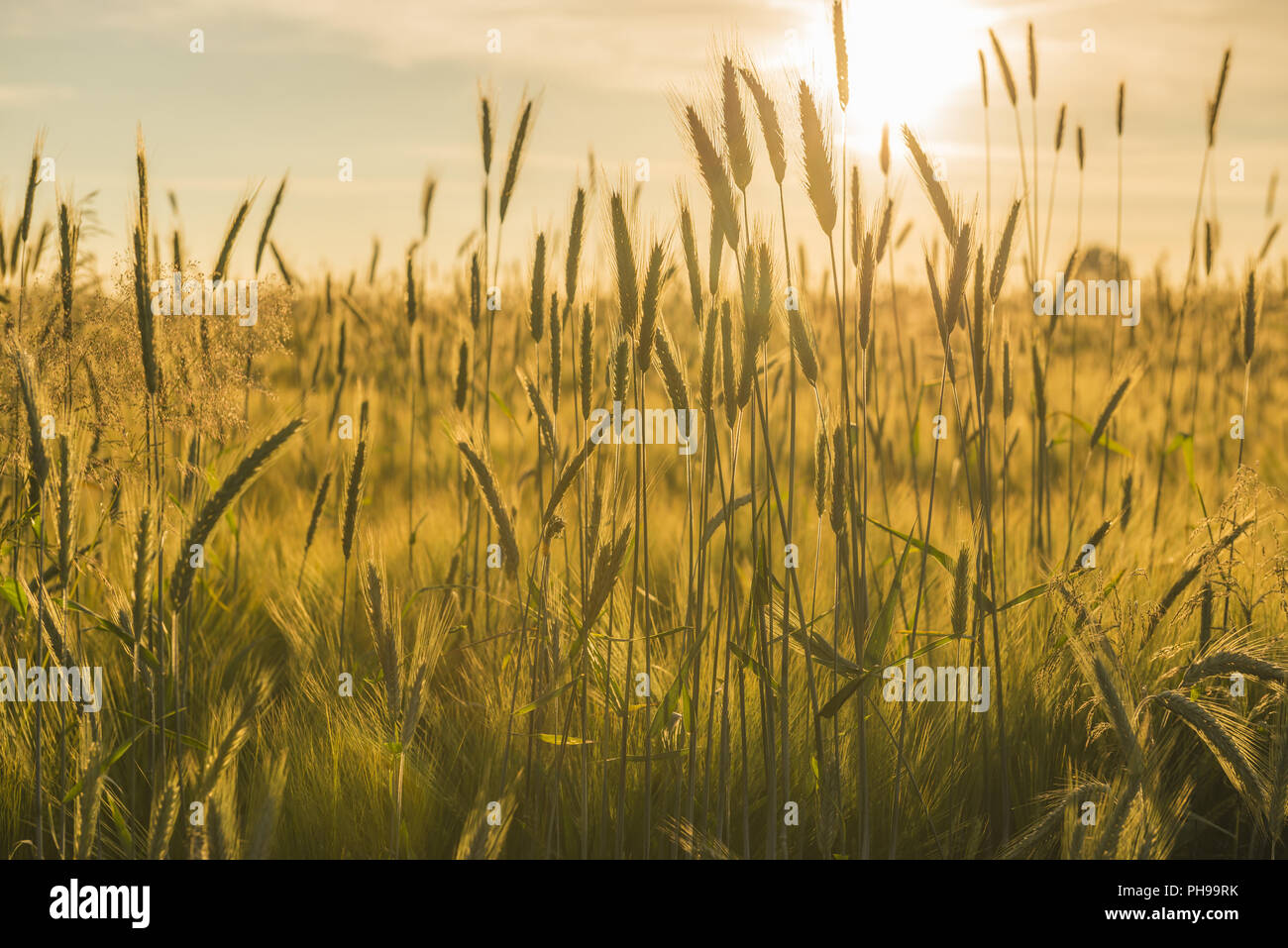 Setting field hi-res stock photography and images - Alamy